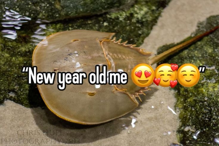 How Horseshoe “Crabs” have (probably) saved your life!! – Modern ...