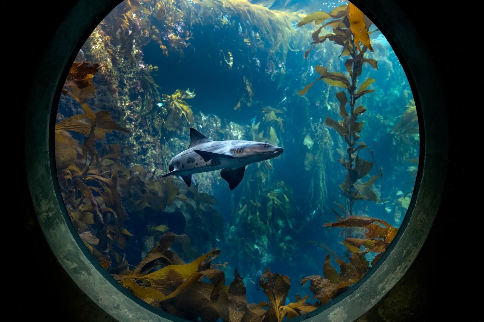 Are any aquariums actually ethical? – Modern Practices in Marine Science
